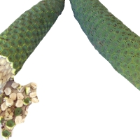 Monstera Fruit Salad Tree - Monstera deliciosa