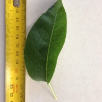 Nashi Ya Li Pear Tree