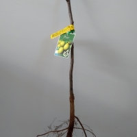 Buy Nashi Ya Li Pear Fruit Tree - Pyrus pyrifolia