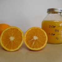 Orange Hamlin Tree - Citrus sinensis