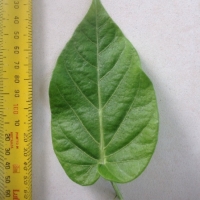 Passionfruit Sweet Granadilla Tree - Passiflora ligularis