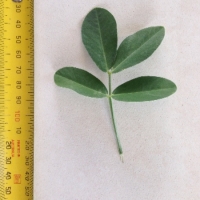 Buy Peanut Plants - Arachis hypogaea