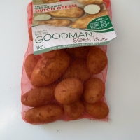 Buy Potato - Organic Dutch Cream (Solanum tuberosum)