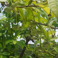 Rollinia Fruit Tree- Rollinia deliciosa