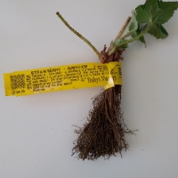 Buy Strawberry Rubygem plants - Fragaria virginiana