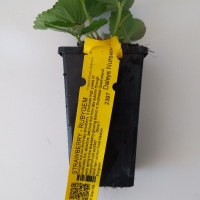 Buy Strawberry Rubygem plants - Fragaria virginiana